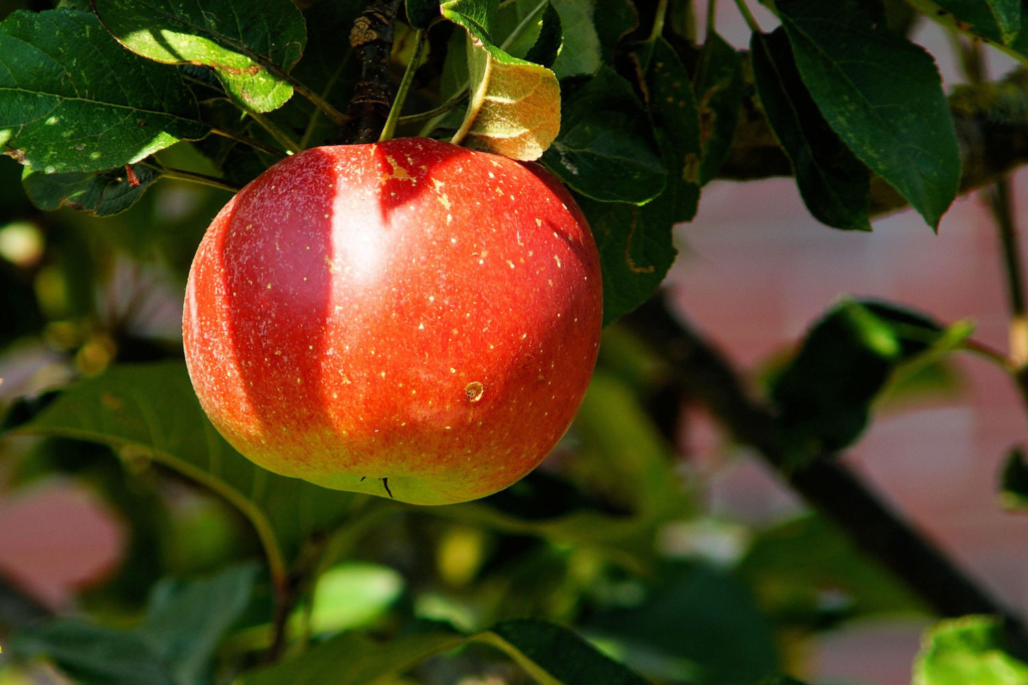 Appels — Aardappelhandel de Vries
